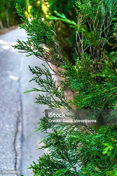 사이프러스 나뭇가지 매크로 클로즈업 숲을 비추는 햇빛과 푸른 소나무 Thuja 나무를 비추는 태양 광선 공원의 도로 자연 여름