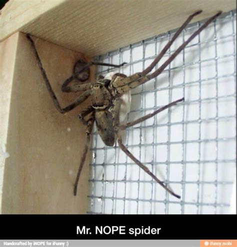 Nope Meme Spider