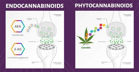 How Cannabinoids Influence The Cannabis Experience