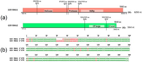 A Putative Genome Organization Of Gsv Cleavage Sites Were Predicted
