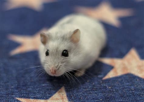 300+ Free Hamsters & Nature Photos - Pixabay