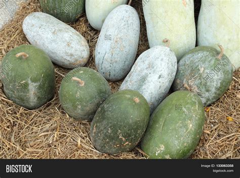 Wax Gourd Isolated On Image And Photo Free Trial Bigstock