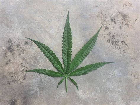 Las hojas de cannabis sativa indica son lóbulos puntiagudos Se extrae