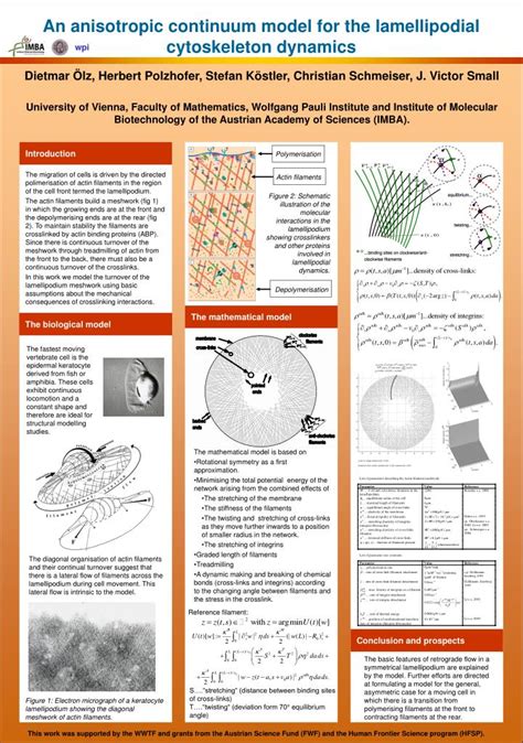 Ppt An Anisotropic Continuum Model For The Lamellipodial Cytoskeleton Dynamics Powerpoint