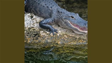 Alligator Toes Youtube