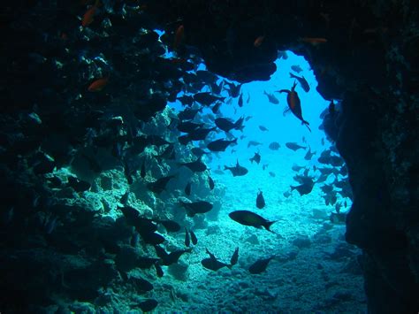 Rock Underwater Diving Animal Animal Wildlife Outdoors Deep Ocean