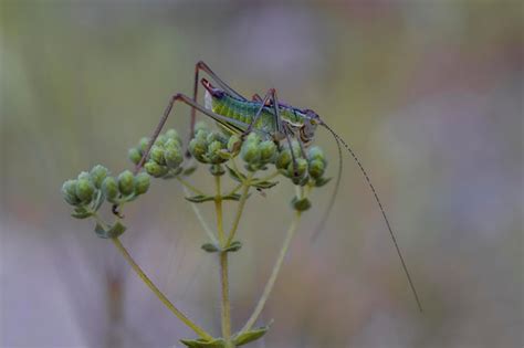 Premium Photo Green And Red Colored Grasshopper On The Plant