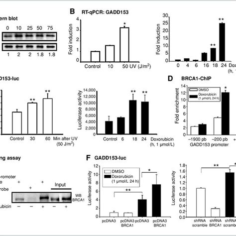 Brca1 Protein Binds Several Genes Involved In Cell Cycle And Dna Damage