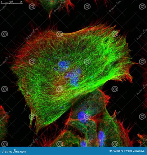Confocal Microscopy Of Fibroblast Cells Stock Photo Image Of Antigen