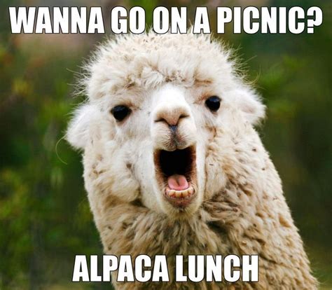 28 Best Alpaca Memes Images On Pinterest Alpaca Funny Alpacas And