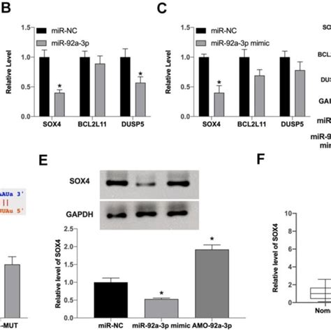 MiR 92a 3p Regulates SOX4 Expression In Pancreatic Carcinoma A Three