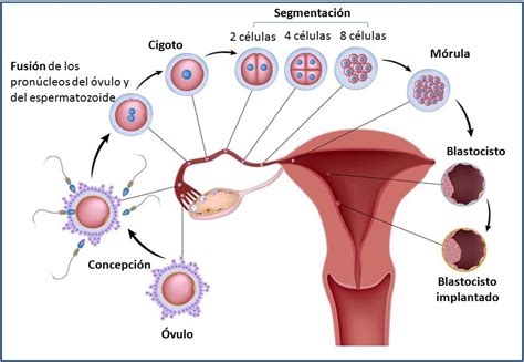 Implantación fetal Embarazo y Fertilidad