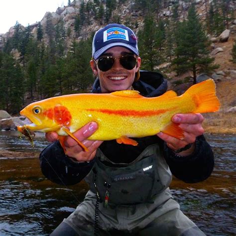 Golden Rainbow Trout Bezysusa