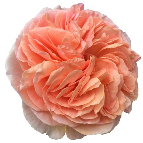 Rosa Dulce Julieta Fondo Blanco Foto Premium