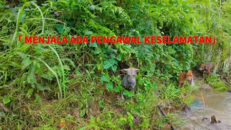 MENJALA IKAN SUNGAI MUSIM HUJAN YouTube