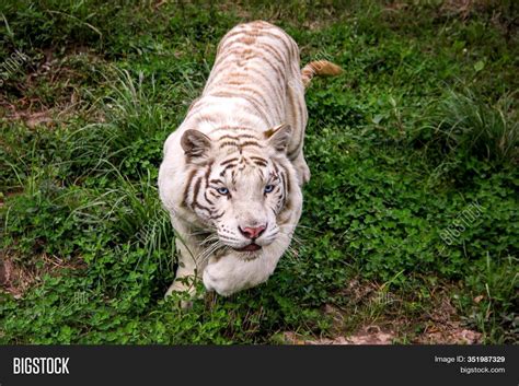 Tiger Stalking Prey