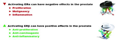 Estrogen Receptor Alpha Erα And Estrogen Receptor Beta Erβ Actions