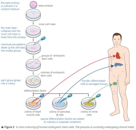 Gene Expression Flashcards Quizlet