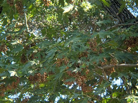 Acer Macrophyllum 🔑 Cnps El Dorado Chapter Plant Sale