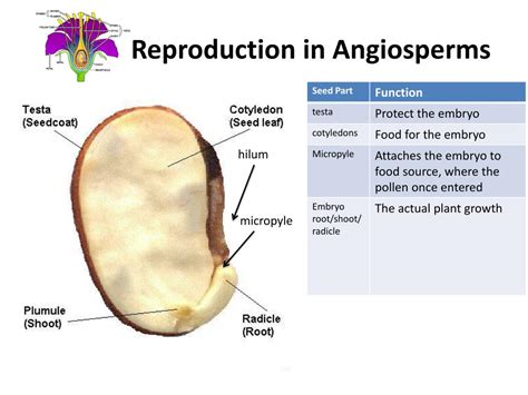 Ppt Reproduction In Angiosperms Powerpoint Presentation Free