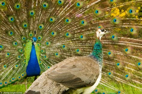 Photographer Waldo Nell Creates Amazing Close Ups Of Peacock Feathers