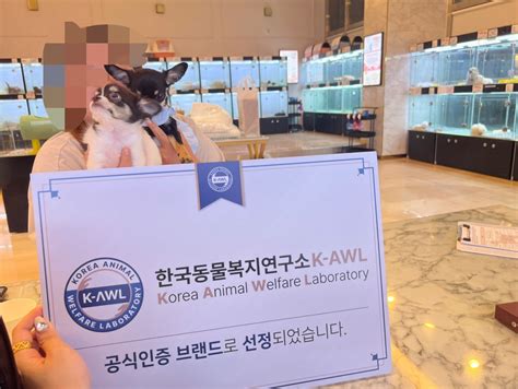 치와와 이 하이랜드폴드책임분양 애완견책임분양 반려견책임분양 소형견키우는방법 중형견키우는방법 대형견키우는방법 미니비숑프리제키우는방법 토이푸들키우는방법 골든리트리버키우는방법