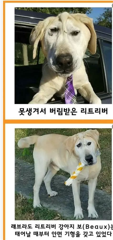 못생겨서 버림받은 리트리버