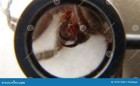 Tarantula Spider Tarantula Fangs Close Up Female Of Spider Tarantula