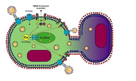 Viral Entry Virus And Syncytia Formation By Virus Is Mediated By