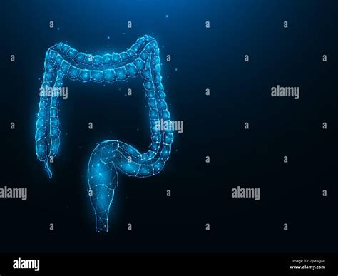 Abstraction Polygonal Vector Illustration Of The Colon Or Large