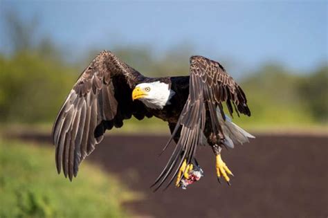 小科普 一起认识世界上最酷的12种国鸟（上）酷科学新闻中心大自然保护协会（tnc
