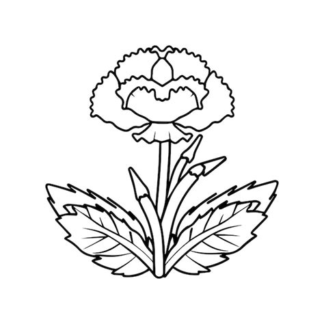 카네이션 꽃 컬러링 페이지 카네션 꽃 윤 터 프리미엄 벡터