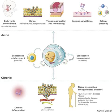 Cellular Senescence Current Biology