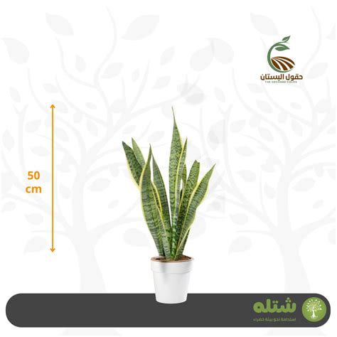 صبار جلد النمر منصة شتلة