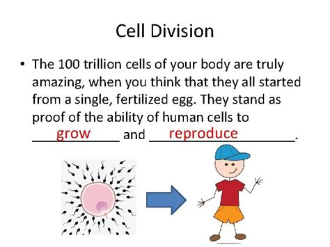 Cell Division The 100 Trillion Cells Of Your