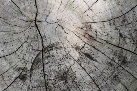 Premium Photo Tree Stump Texture Or Background