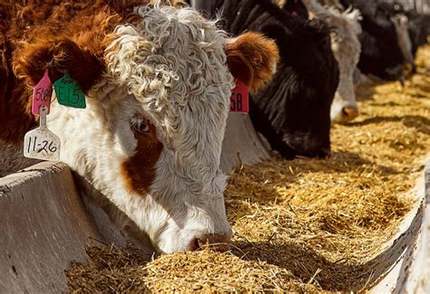 Profit Tracker Producer Margins Nose Dive Pork Business