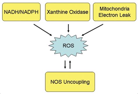 Several Interlinked Pathways That Include Mitochondria Respiration