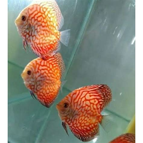 Jual Ikan Hias Discus Pigion Ukuran 2 In Shopee Indonesia