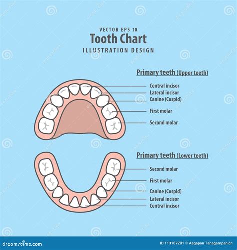 Primary Tooth Chart
