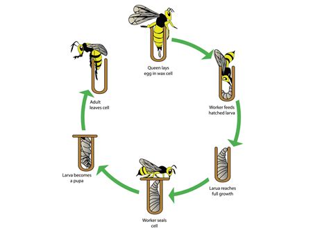 How Long Do Wasps Live Guide To Wasp Lifecycle Ecoguard