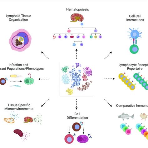 Scrna Seq Applications In Teleost Immunology Through Scrna Seq Of Scrna Seq Applications In Teleost Immunology Through Scrna Seq Of