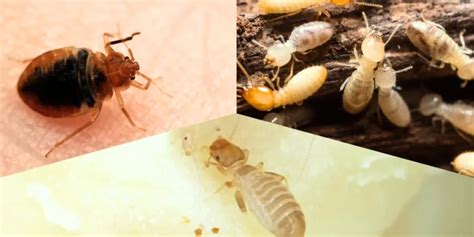 8 Bugs That Look Like Silverfish Identify And Get Rid Of