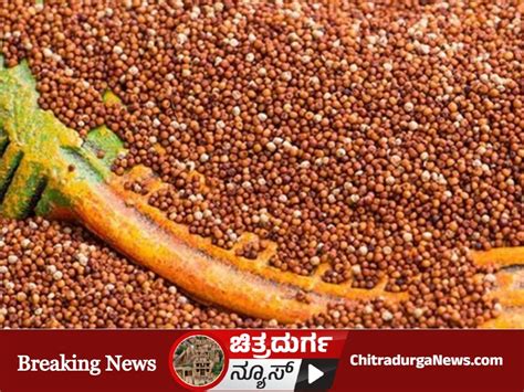 ಕುಂಠಿತವಾಯ್ತು ರಾಗಿ ಇಳುವರಿ ಬೆಲೆ ಏರಿಕೆ ಸಾಧ್ಯತೆ ಬೆಂಬಲ ಬೆಲೆಯಲ್ಲಿ ಖರೀದಿಗೆ