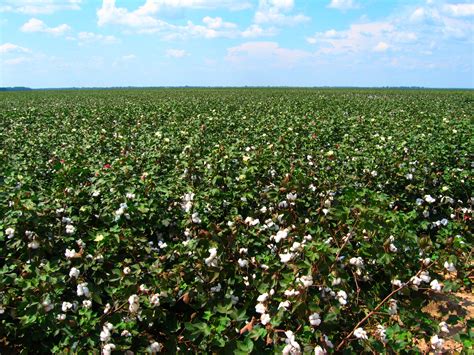 cotton field – arounddustyroads