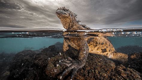 Godzilla Iguana Ray Fever And An Eel Sermon Ocean Photographer
