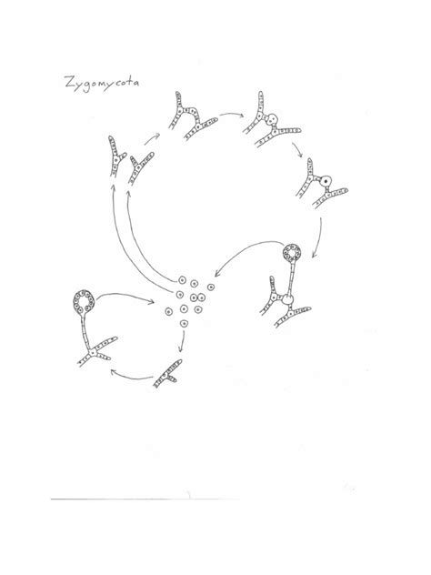 16 06 Zygomycota Pdf