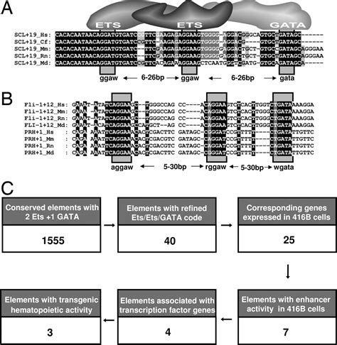 The SCL Transcriptional Network And BMP Signaling Pathway Interact To