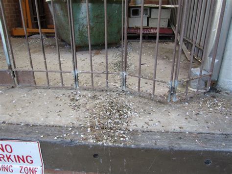 Bird Droppings Australian Pest Bird Management