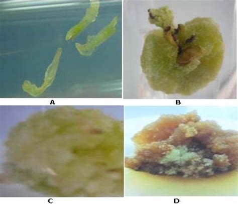A Initiation Of Callusing At Lower Surface Of Hypocotyls On B5 Download Scientific Diagram